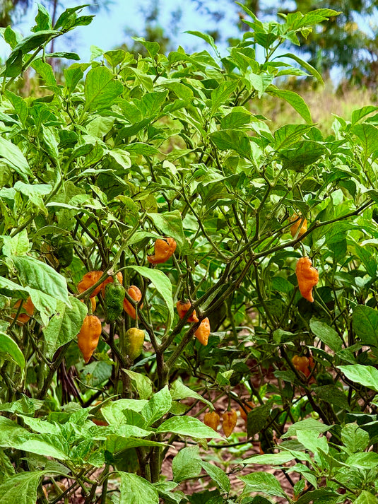 Our Work In Rwanda | Chilli Mash Company | Vertical Integration ...