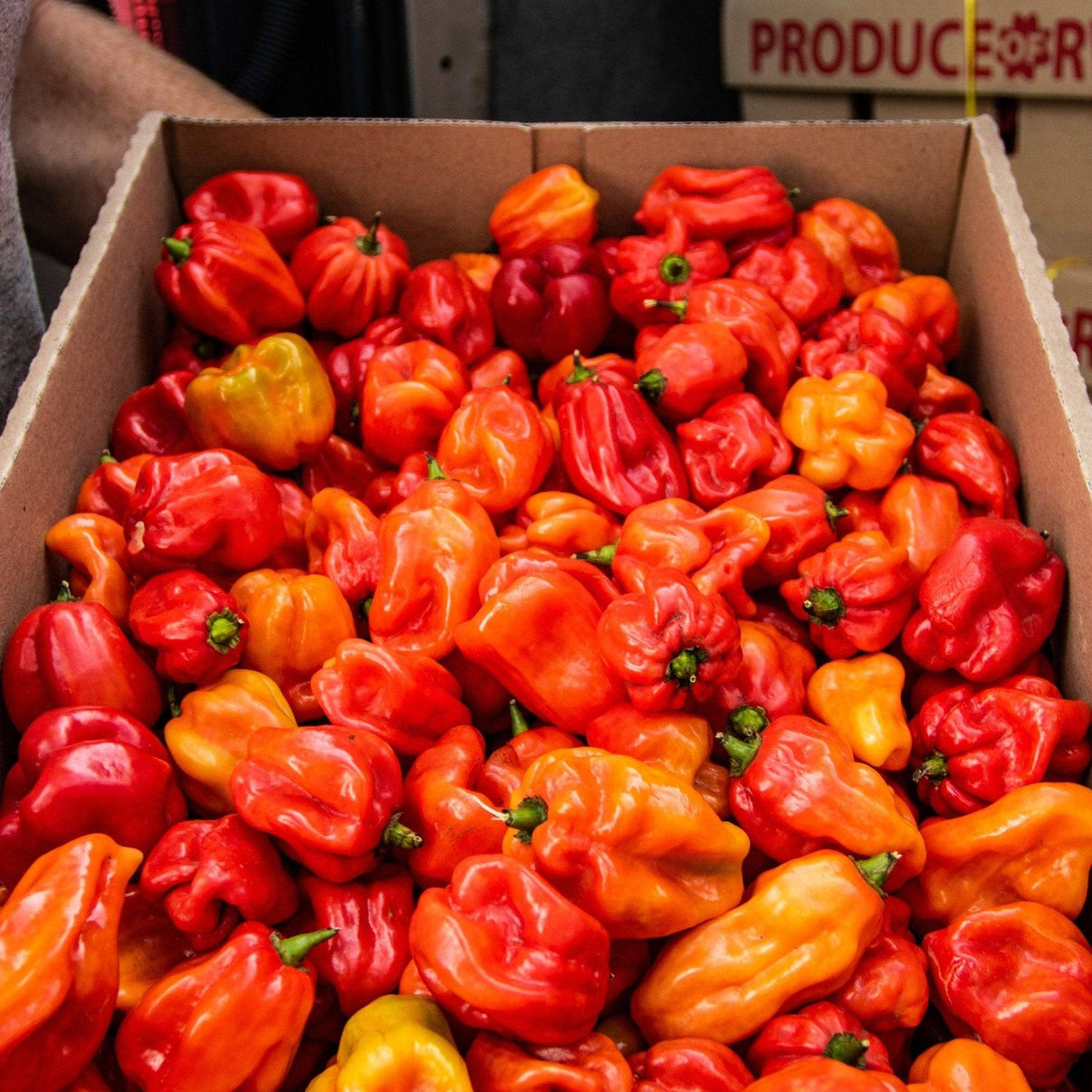 Fresh Scotch Bonnet Chilli | 1kg | Chilli Mash Co.